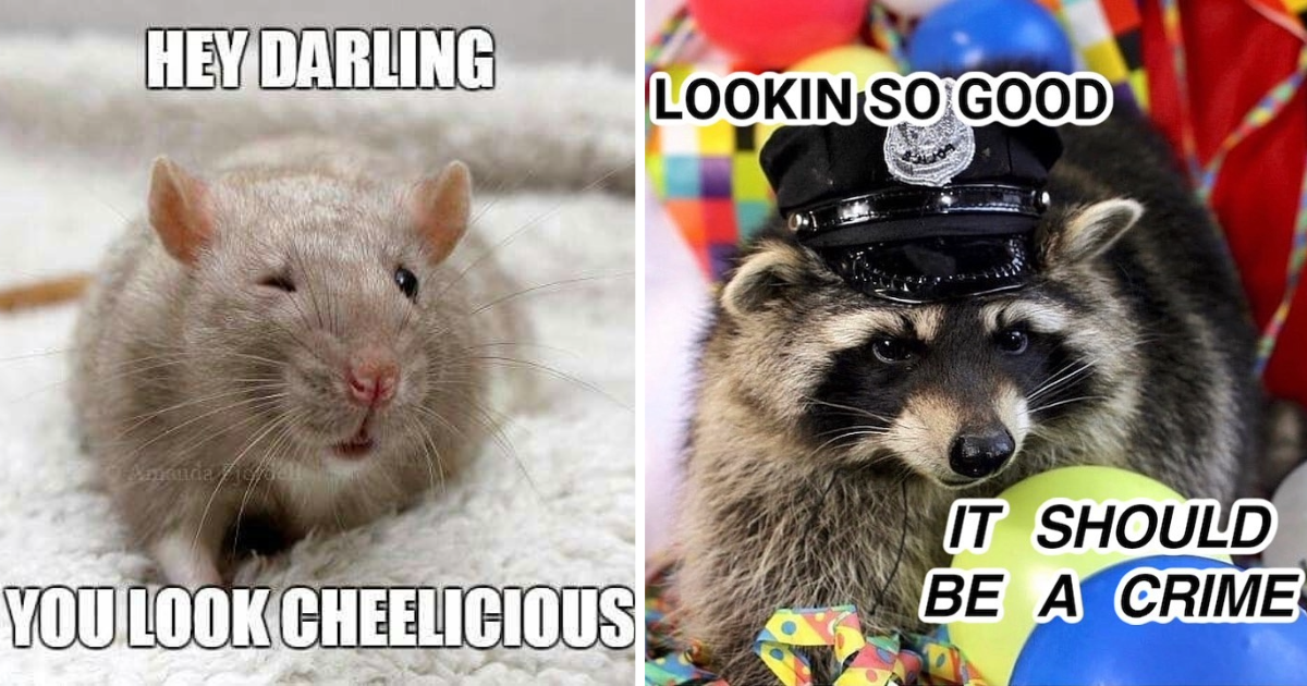 Spicy Satirical Rodent Memes To Get You Lit For The Weekend - Animal ...