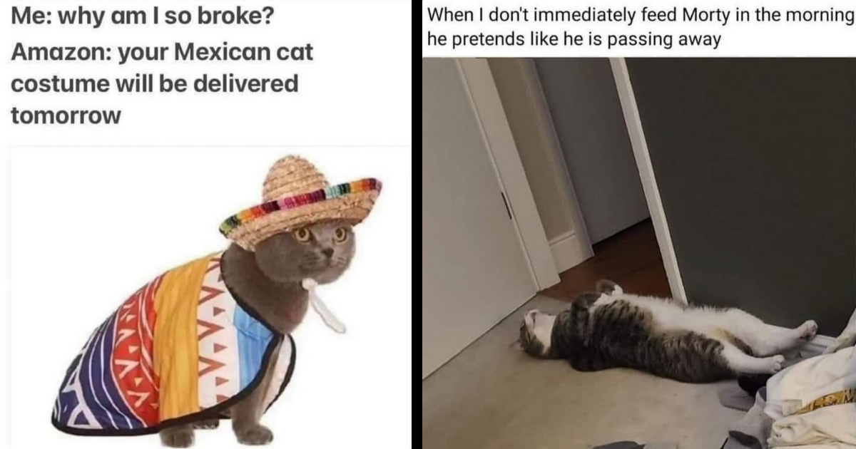 32 Purrfect Cat Memes To Scroll Through While Taking A Trip To The ...