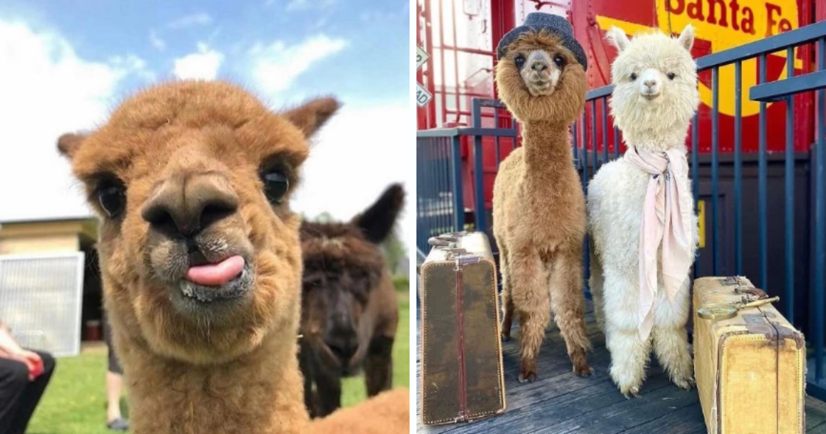 23 Hilariously Awwdorable Alpaca Moments Bound To Bring Bright Smiles ...