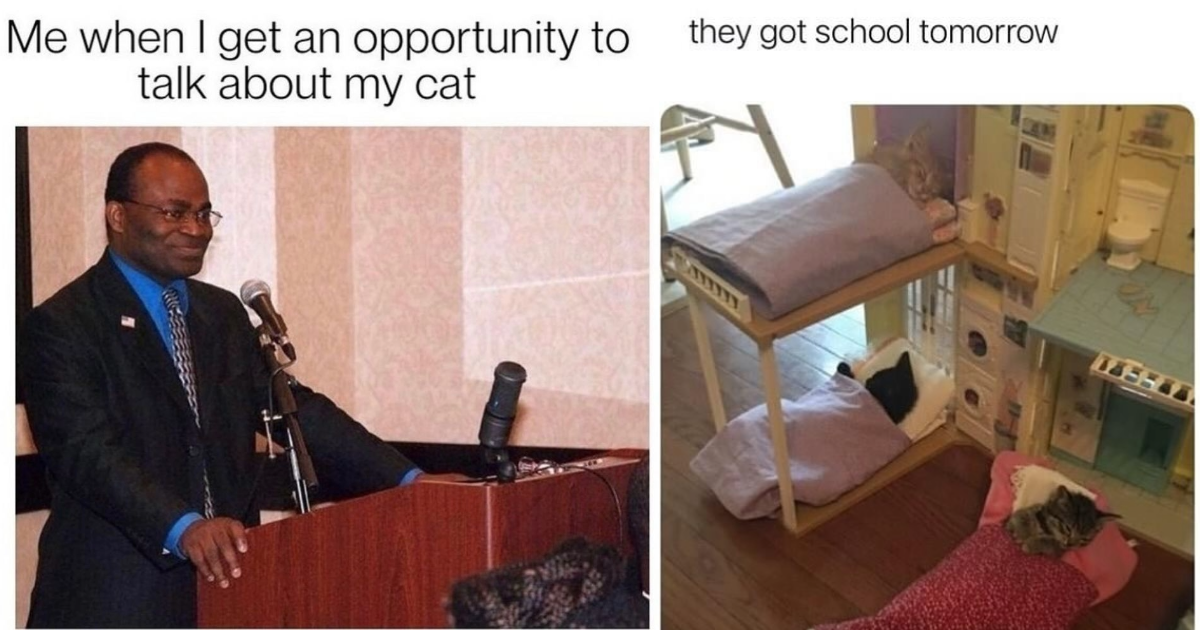 Funny Wholesome Relatable Cat Memes For All Feline Parents Waiting For ...