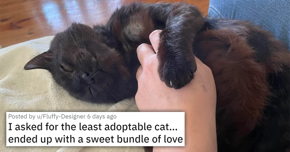 Meet The Newly Adopted Feline Faces Of The Week: 20 Heartwarming Cat ...