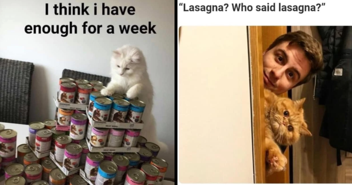 Funny Feline Friday Featuring 35 Pawsitively Hissterical Cat Memes - I ...