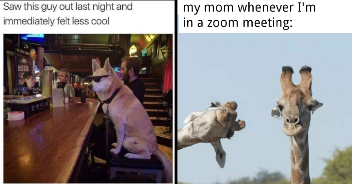 Saturday Smiles With 22 Pawsitively Funny Animal Memes For A Furtastic ...