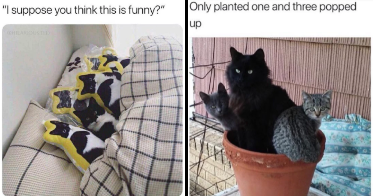 25 Clever Cat Memes For A Cheerfully Comical Caturday - I Can Has Cheezburger?