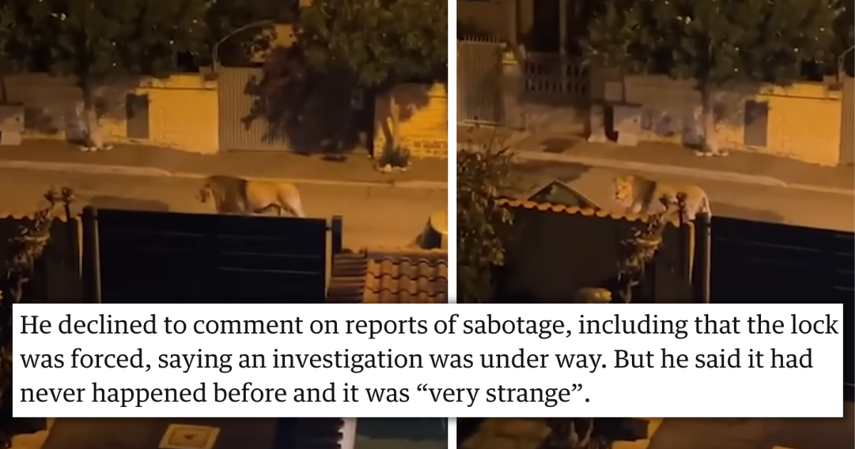 Lion Escapes Circus In Suspected Sneaky Sabotage In Quaint Italian Town ...