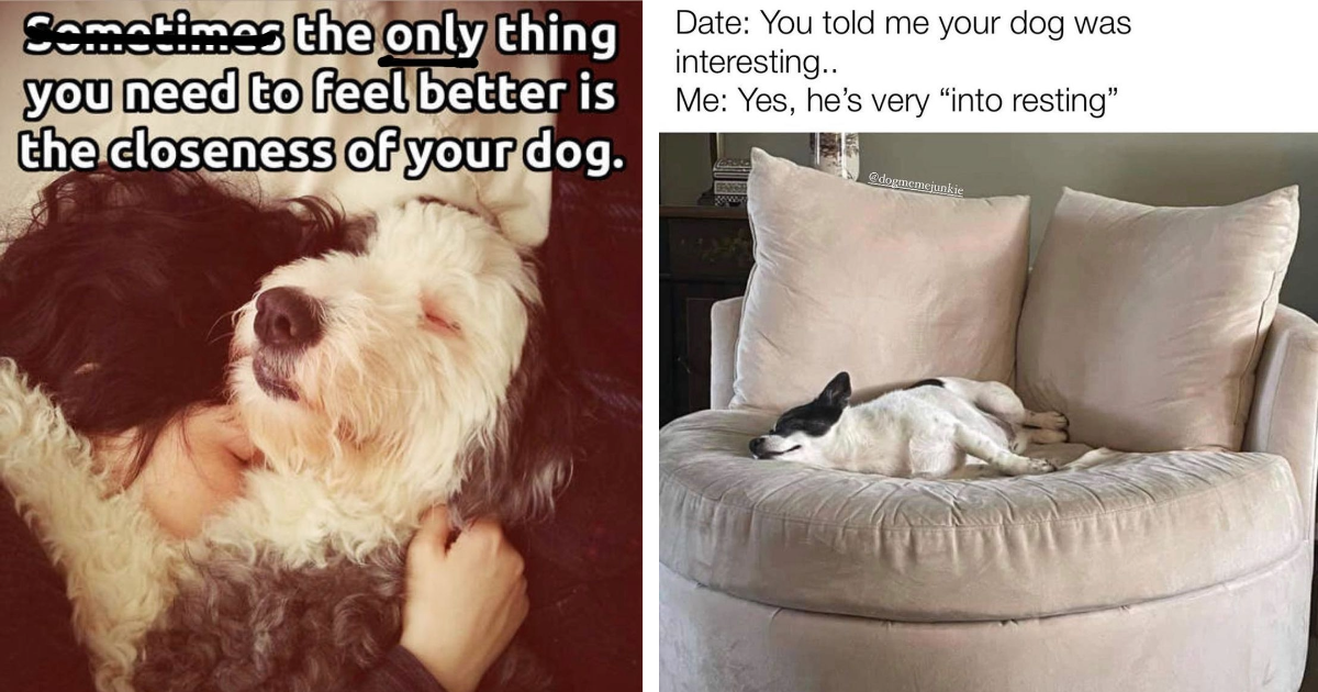 Sugary Sweet Memes From The Devoted Doggos Waiting For Us To Come Home ...