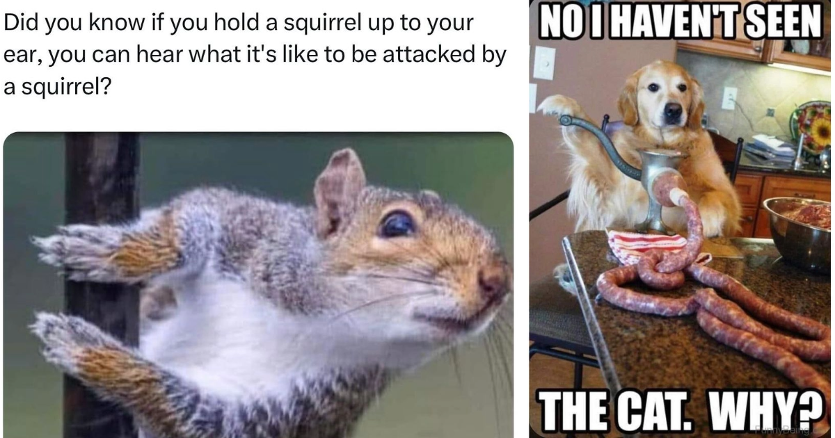 Absurd Animal Memes To End The Work Week With A Spicy Kick - Animal ...
