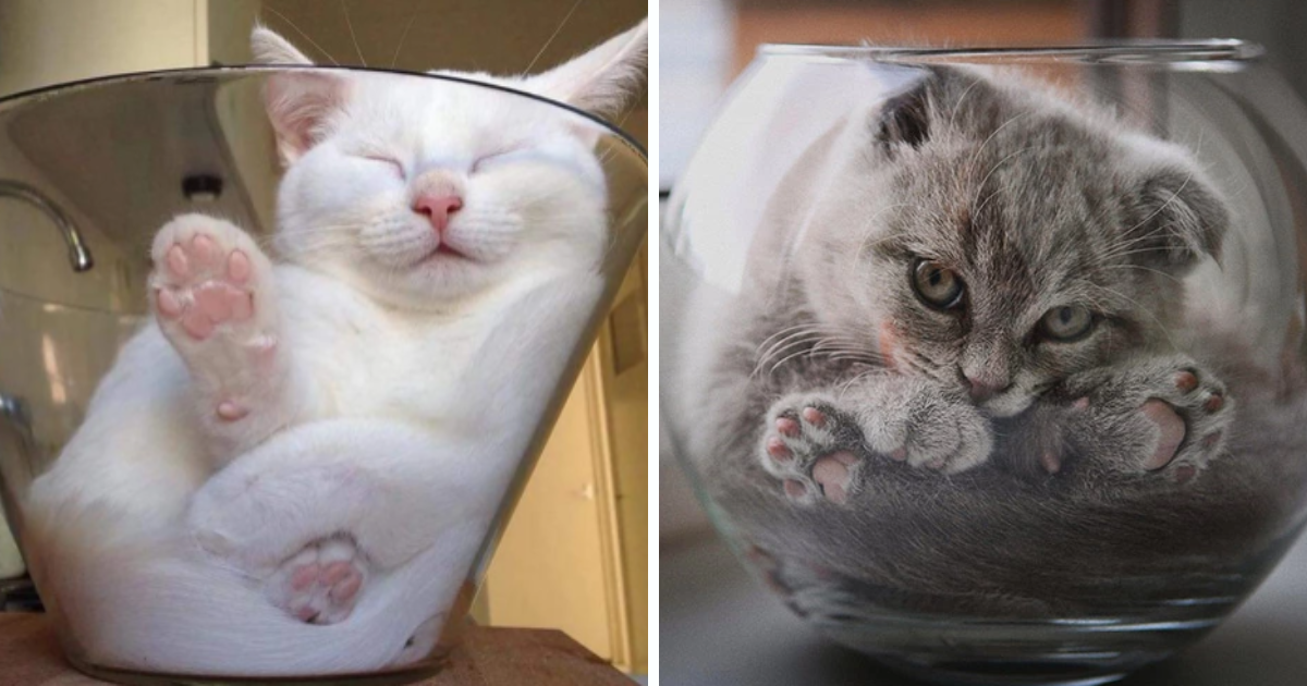 24 Furry Fluid Felines Fitting Into Every Nook And Cranny With Feline ...