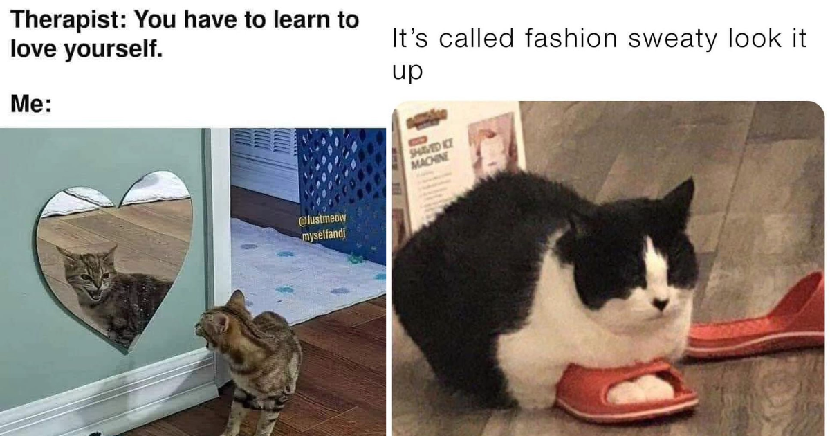 Spicy Silly Sunday Cat Memes To Get You Feline Ready For The Work Week ...