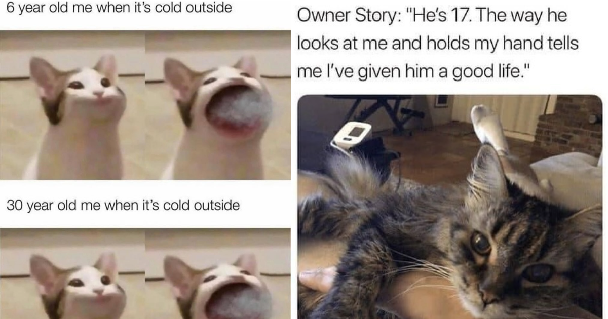 Innocent Child-Like Cat Memes To Curl Up With And Warm Your Soul - I ...