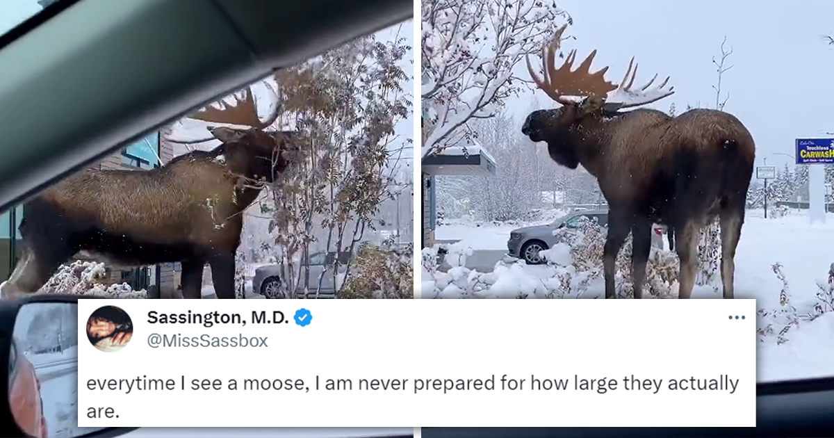 Hilarious Tweets Of People Being Shocked By How Huge Moose Are In Real ...