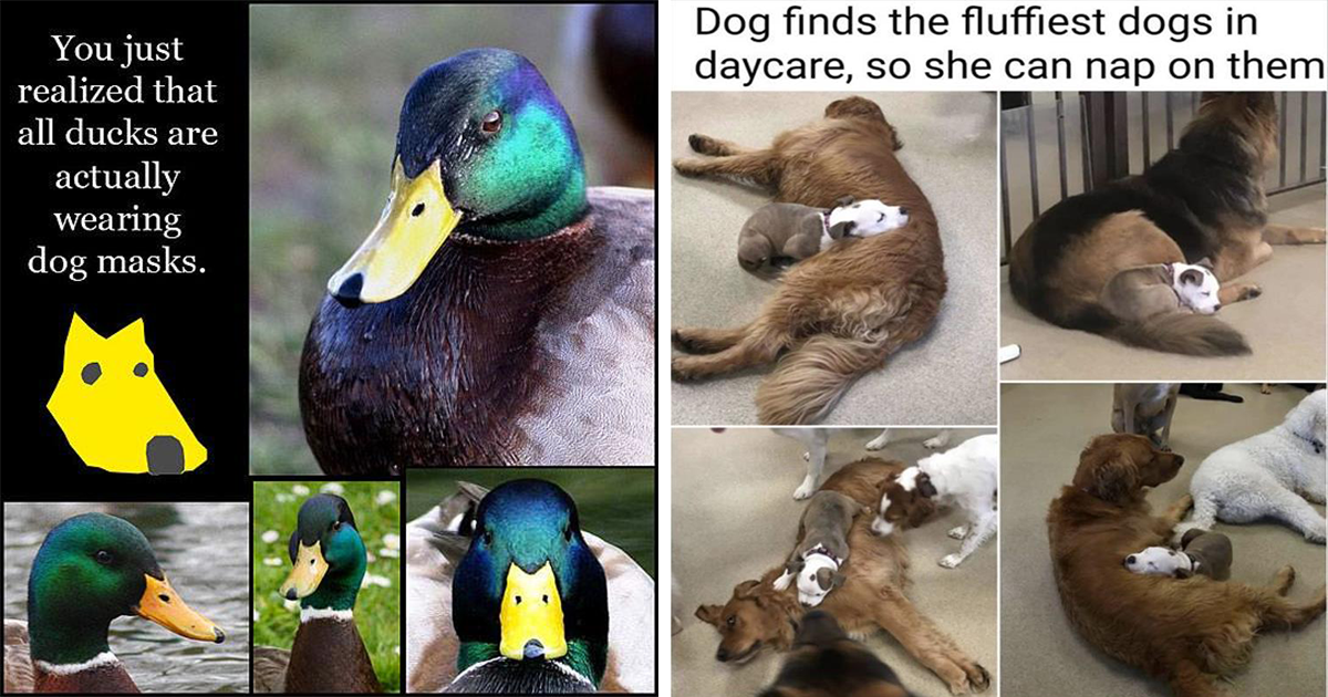 Mid-Week Pick Me Up: Fresh And Fabulous Memes For Every Animal Person ...