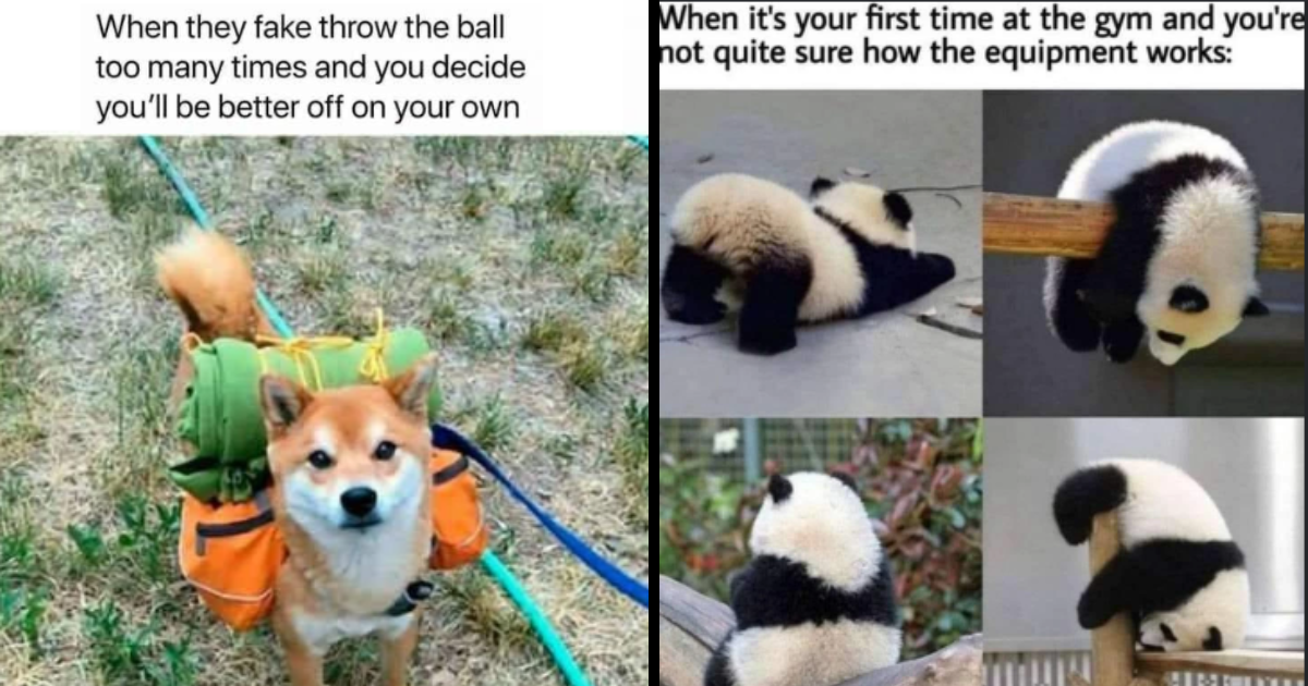 24 Hissterical Animal Memes To Make Monday Pawsitively Purrfect ...