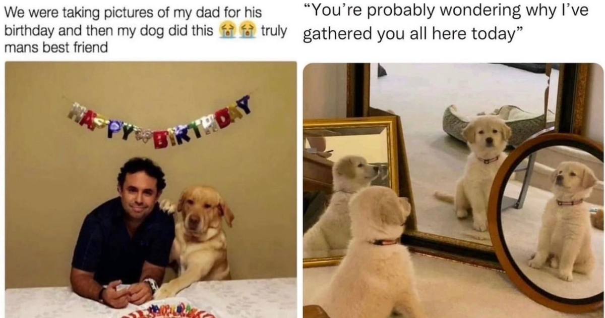 Sweet Scruffy Memes Of Pawdorable Pups To Cure Your Monday Blues ...