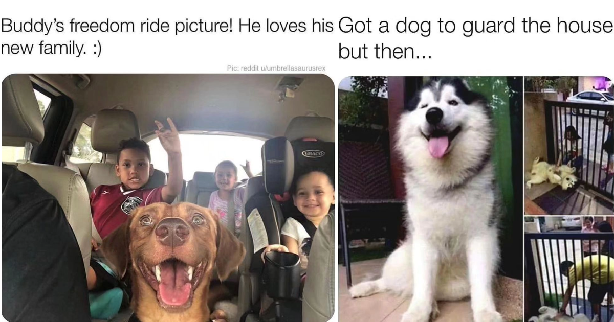 Happy Wholesome Dog Memes To Help You Put Your Best Paw Forward This ...