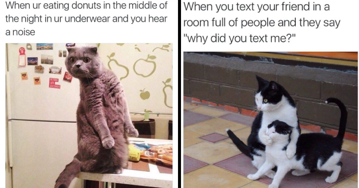 25 Pawsitively Purrfect Cat Memes For A Fabulously Feline Fine Day - I ...