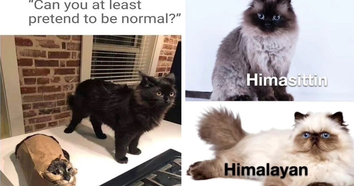 Funny Feline Memes To Get You Through This Moody Monday - I Can Has ...