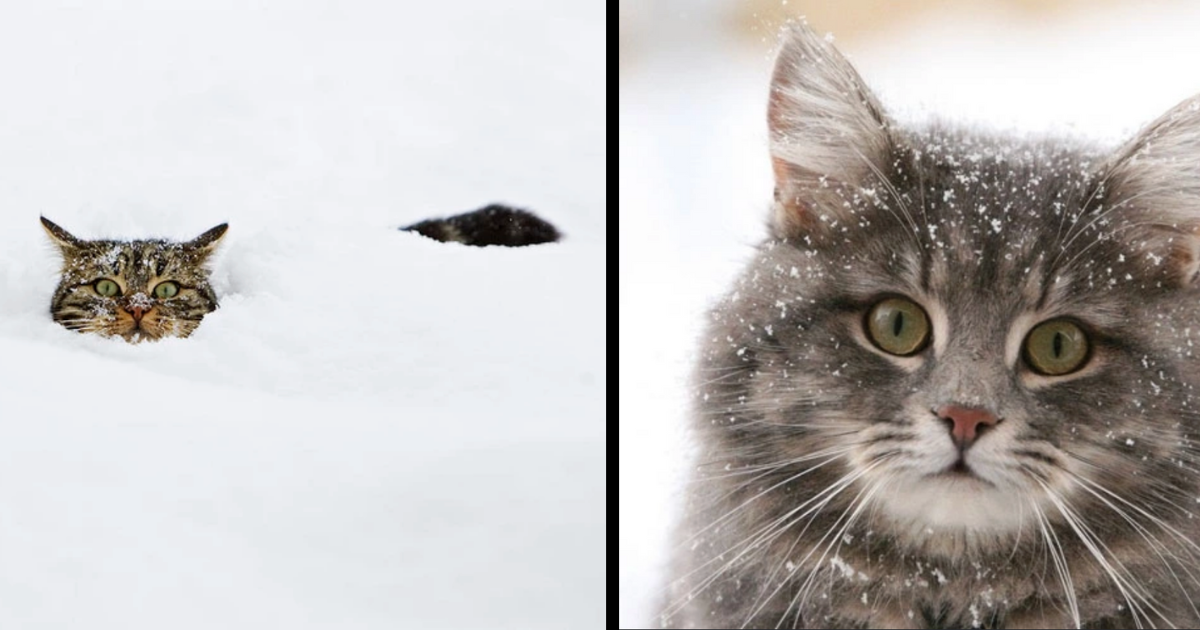 25+ Pics Of Purrfectly Snowy Felines Frolicking To Welcome In A Winter ...