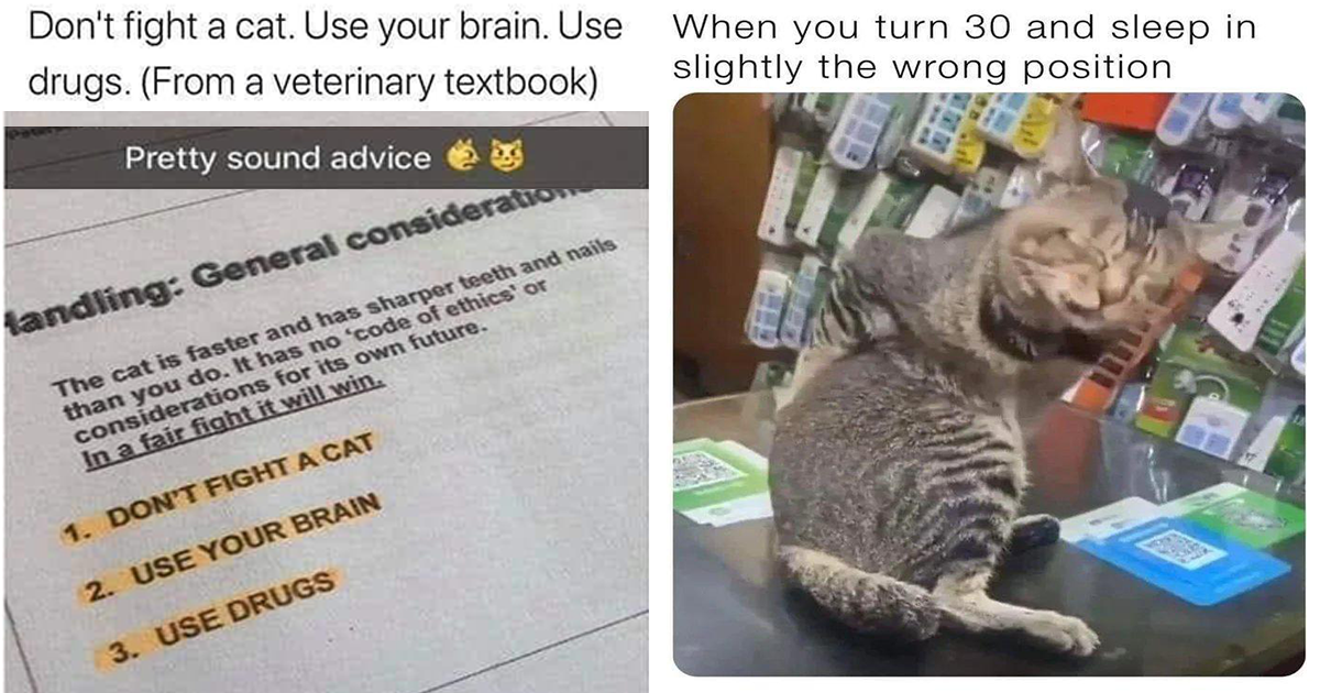27 Chaotic And Classic Caturday Themed Cat Memes That Will Never Get ...