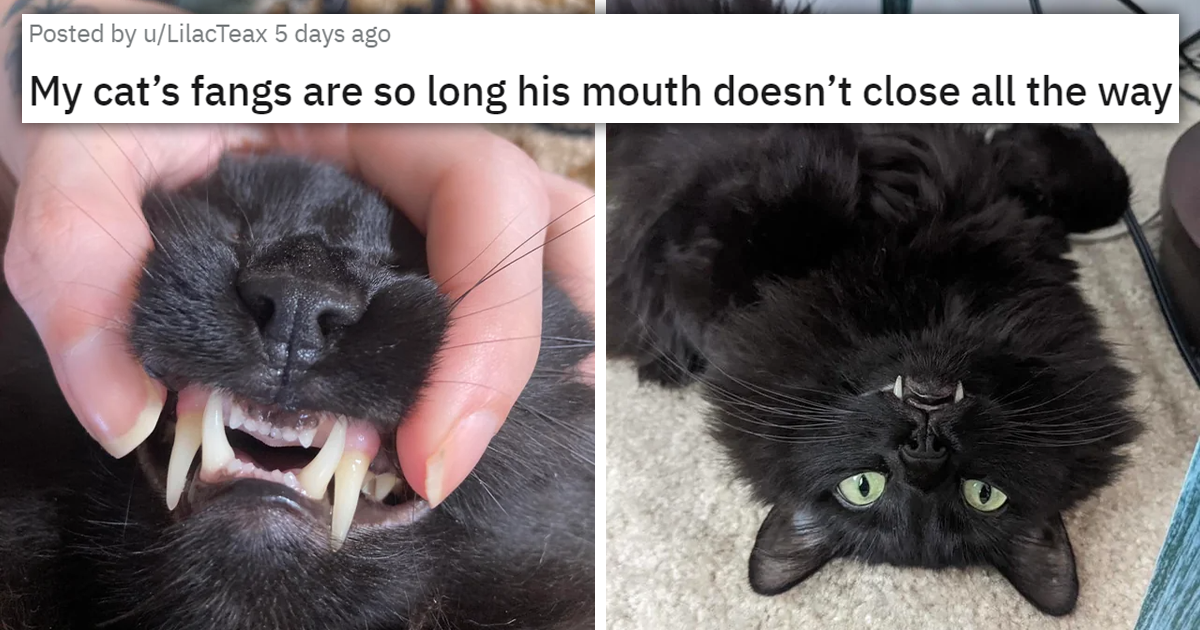 Paws And Embrace The Cattitude: 20 Purrfectly Funny And Cute Cats For A Medley Full Of Caturday ...