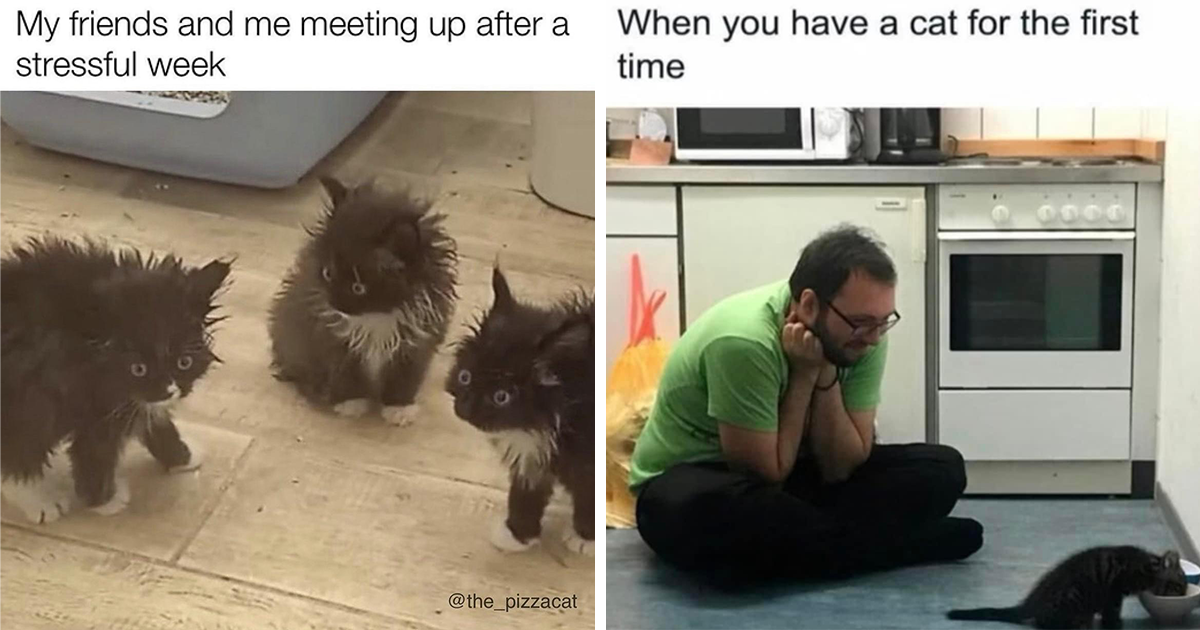 Mid-Week Madness: A Flurry of Feline Memes For Every Cat Person Who Can ...