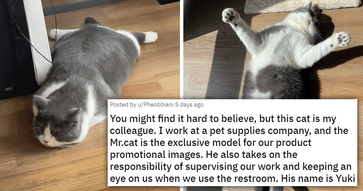Daily Dose Of Cute This Weeks Best Compilation Of Cats Captured In