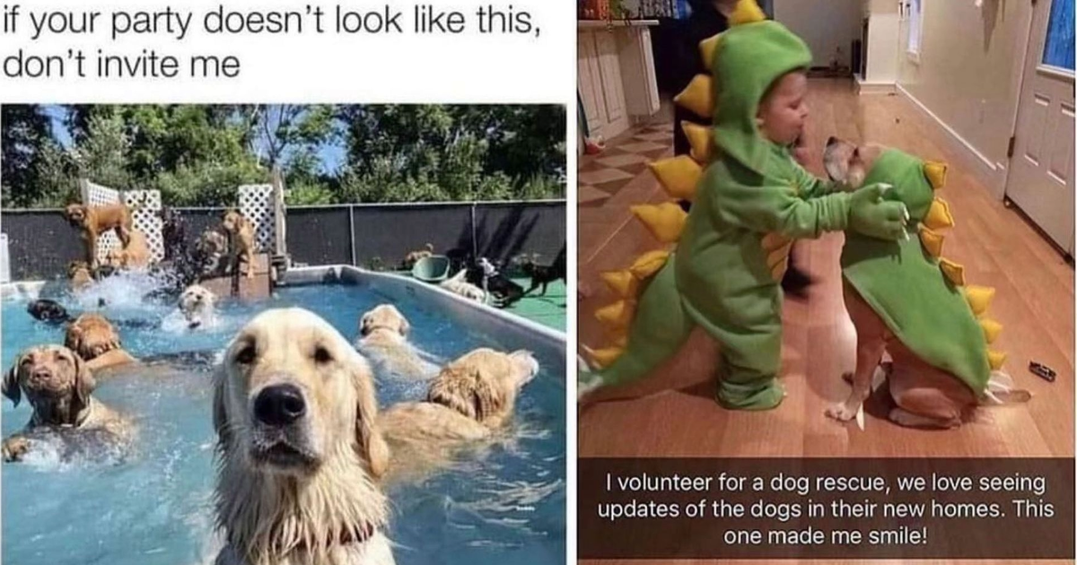 Wholesome Hilarious Dog Memes To Help You Be As Cool As A Canine Today ...