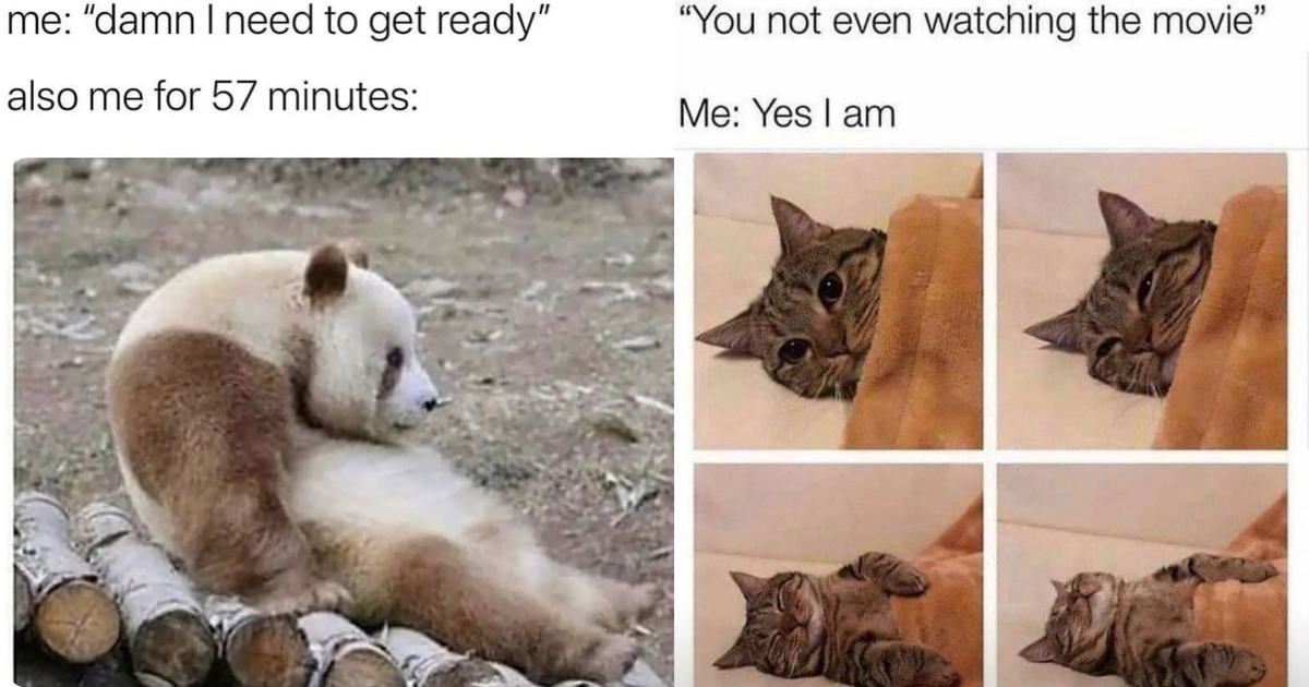 Adorable Amusing Animal Memes Warm Your Hooman Soul This Tuesday ...