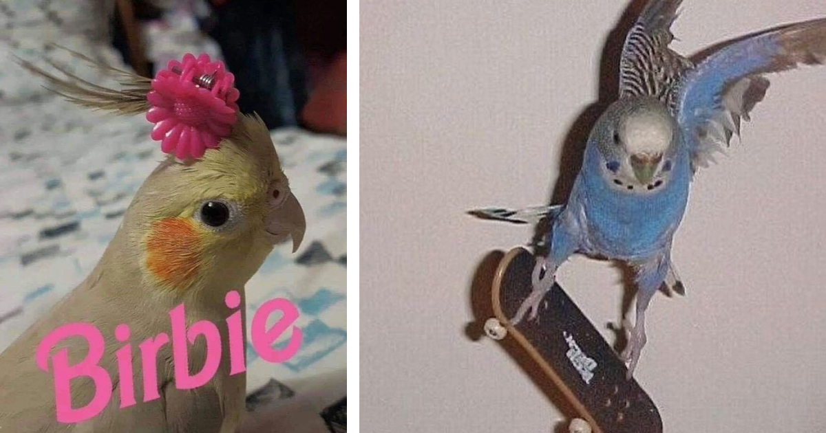 Silly Squawking Bird Memes And Pics To Lift Up Your Mood Today - Animal ...