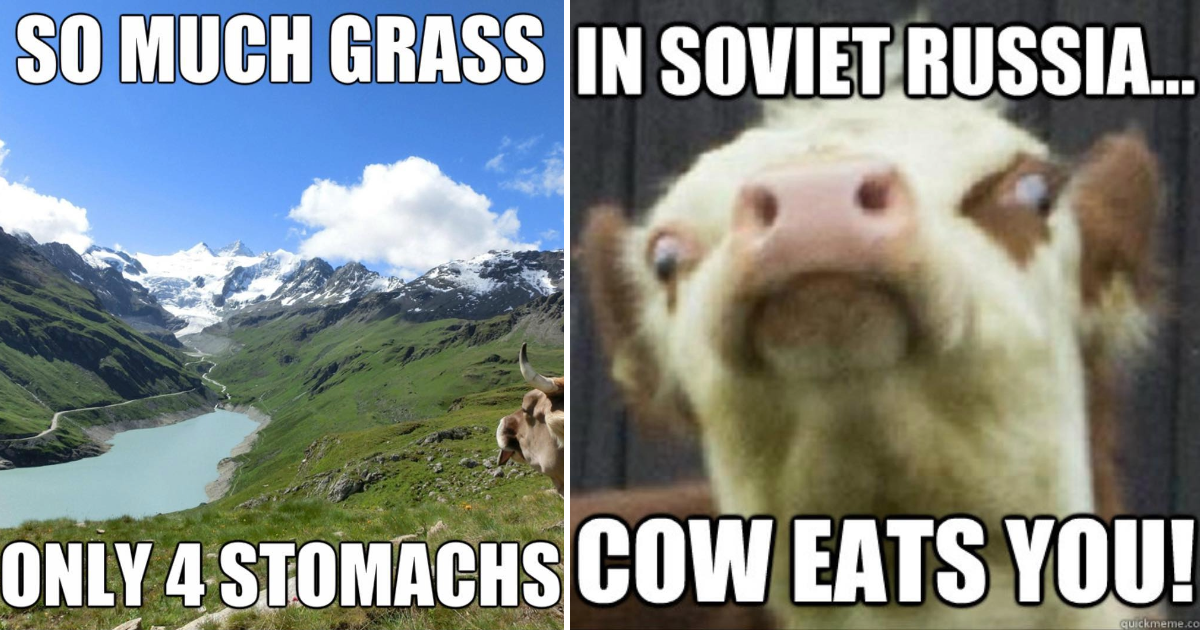 Kooky Chaotic Cow Memes To Add Some Spice To Your Friday Scrolling ...