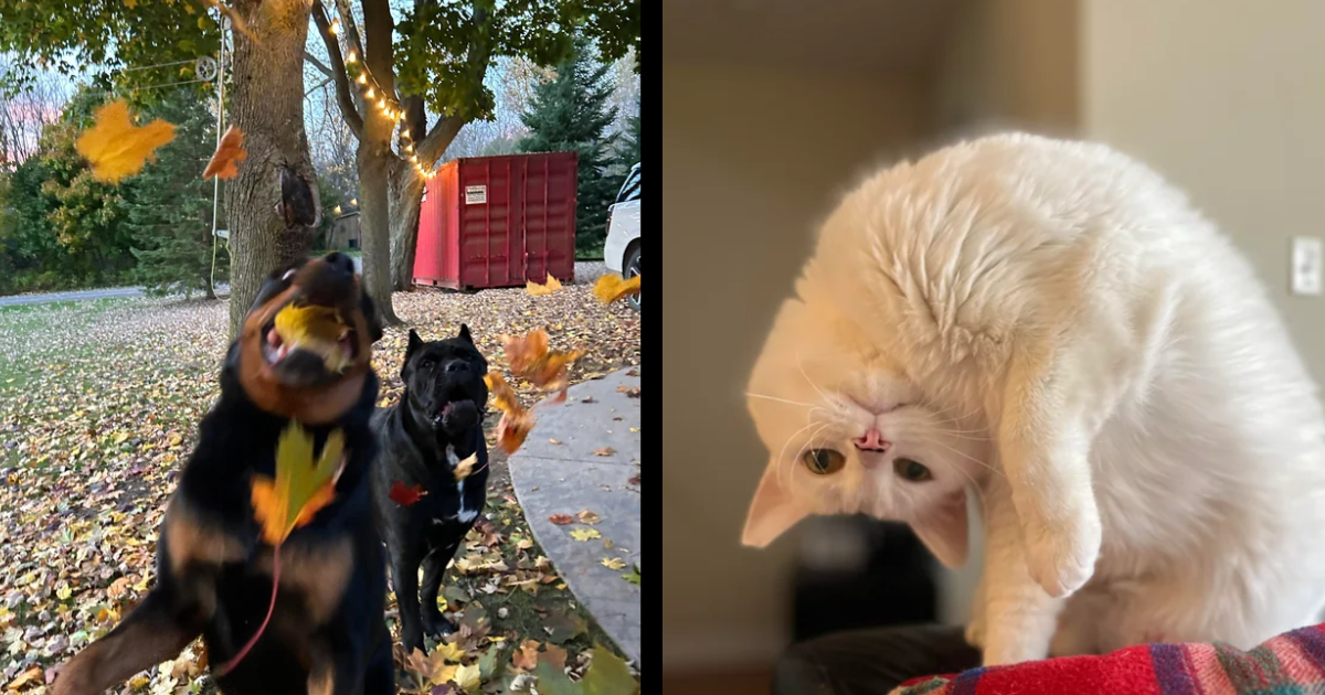 20+ Floofy Fluffy Felines and Derpy Delightful Doggos That Capture ...