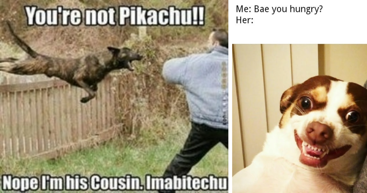 Spicy Sassy Animal Memes To Get You All Riled Up For The Weekend ...