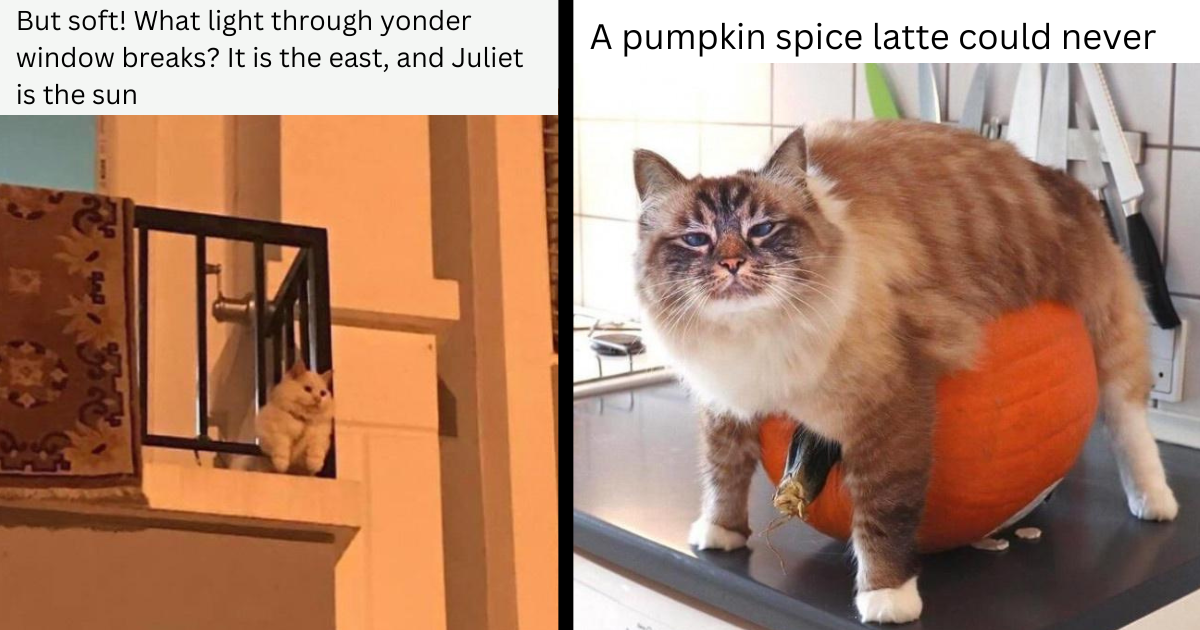Thursday's Top 33 Cat Memes And Pics To Tickle Your Whiskers And Leave ...