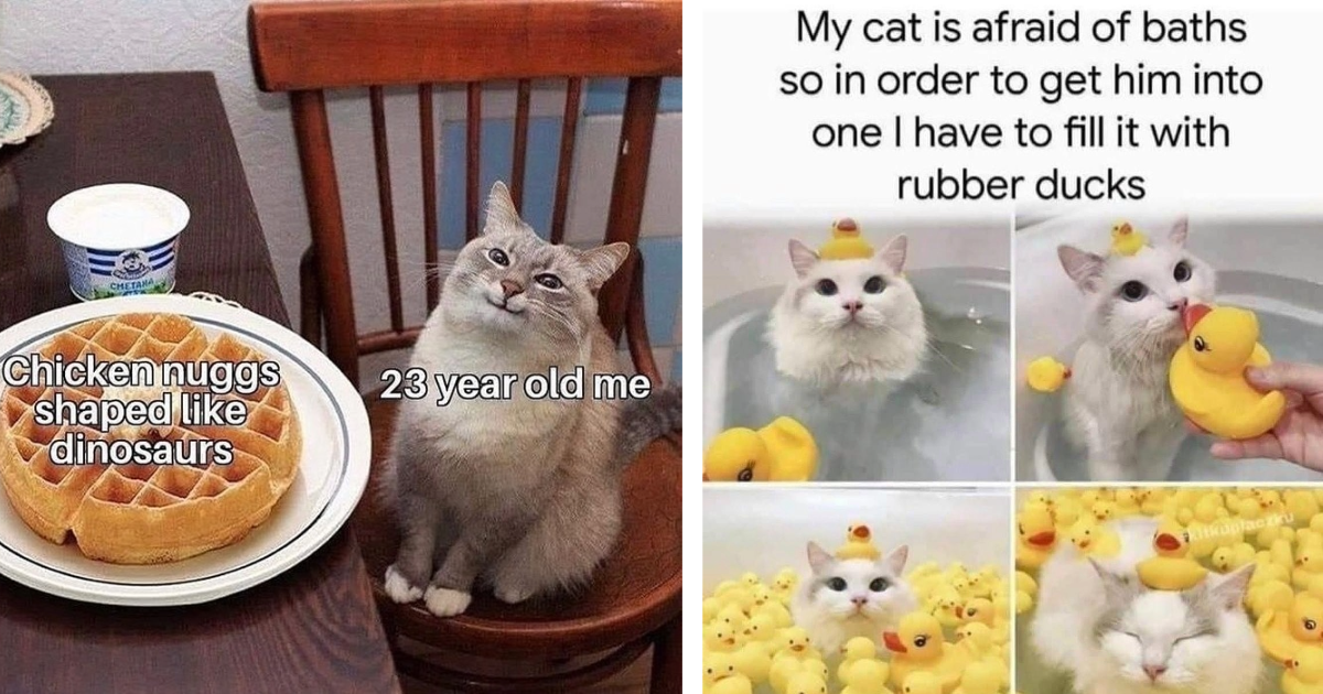 Cute Curious Cat Memes To Pique Your Interest This Wholesome Hump Day ...