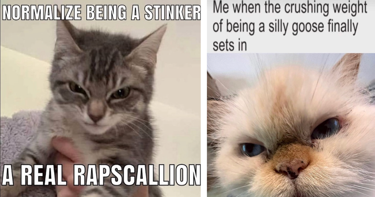 Spicy Scandalous Feline Memes For A Sriracha Flavoured Friday - I Can ...