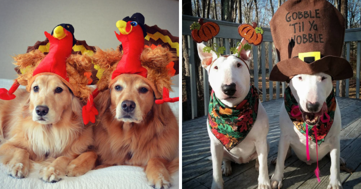 26 Pawsitively Awwdorable Dogs In Thanksgiving Outfits Ready To Gobble ...