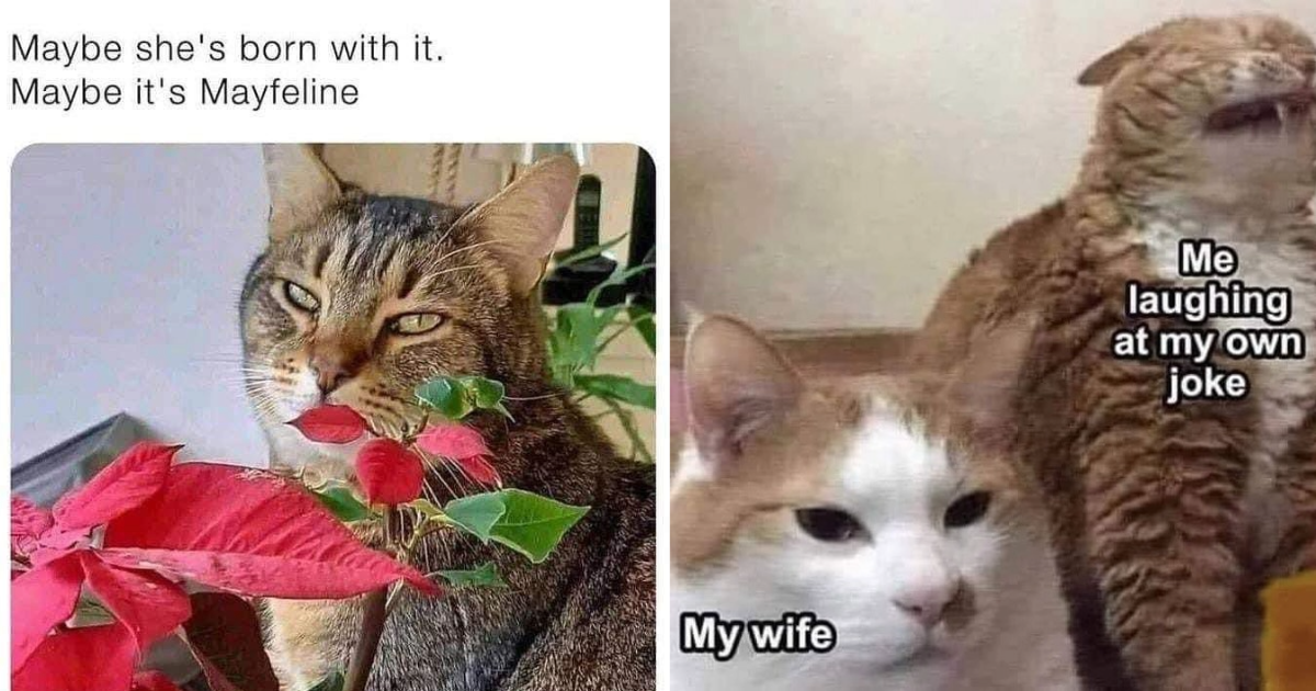 Random Refreshing Feline Memes To Reenergize Your Rebellious Streak ...