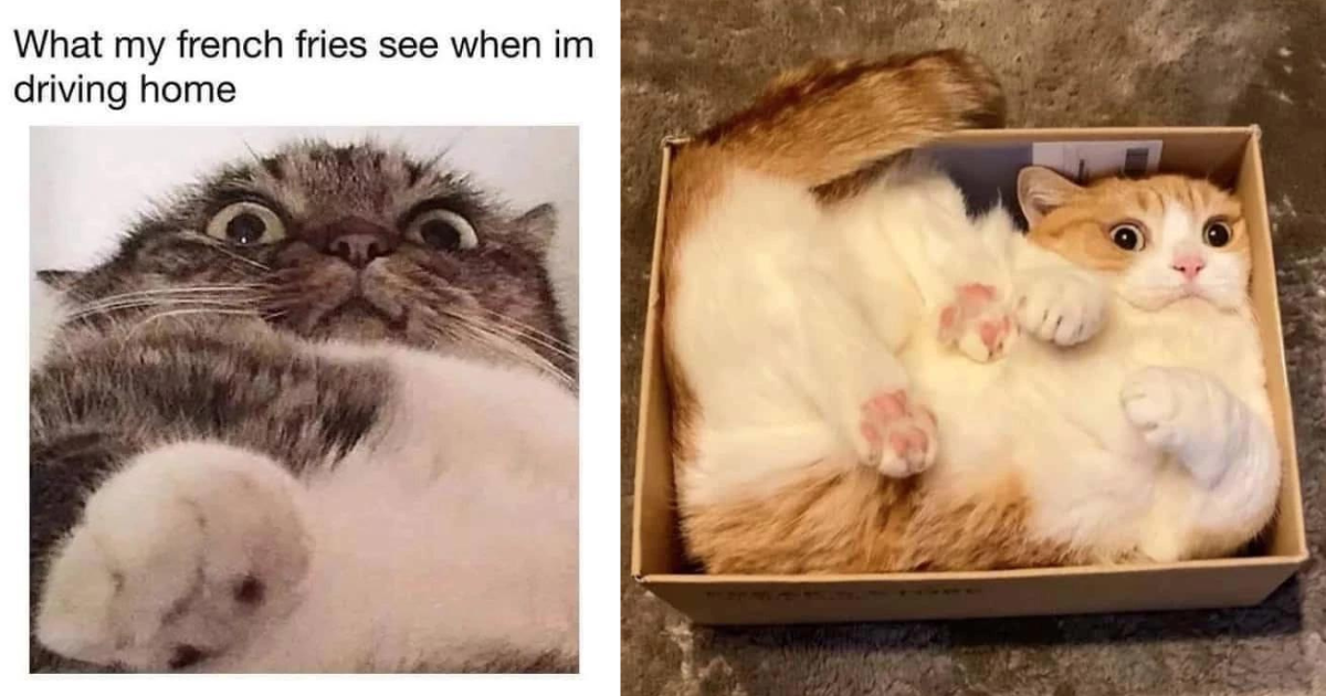 35 Cute And Sassy Cat Memes To Cuddle With At Home (November 22, 2023) - I Can Has Cheezburger?
