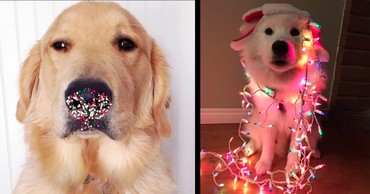 Animal Comedy Proudly Presents: The 12 Doggos Of Christmas For A Full ...