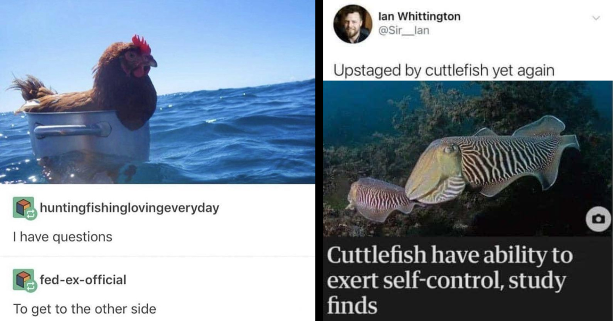 A Silly Saturday Serving of Cute and Comedic Animal Memes To Laugh With ...