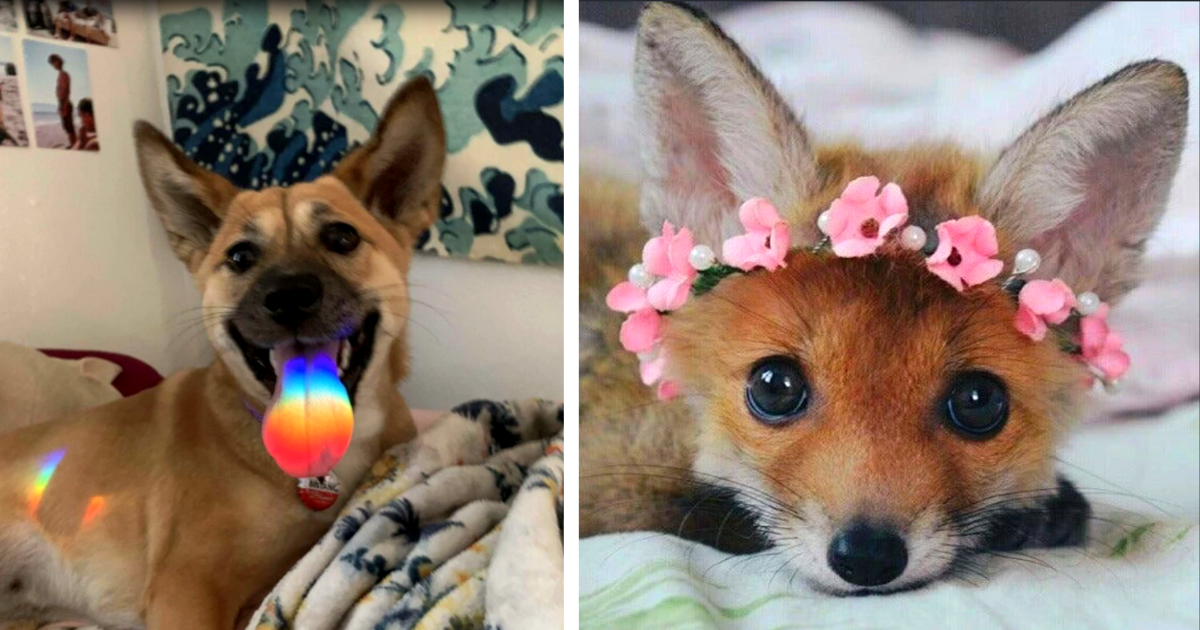 A Cozy Cheerful Collection Of Cute And Colorful Animals To Literally ...