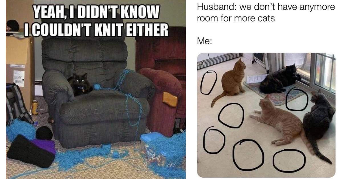32 Purr-fectly Hilarious Cat Memes to Keep You Entertained (November 23 ...