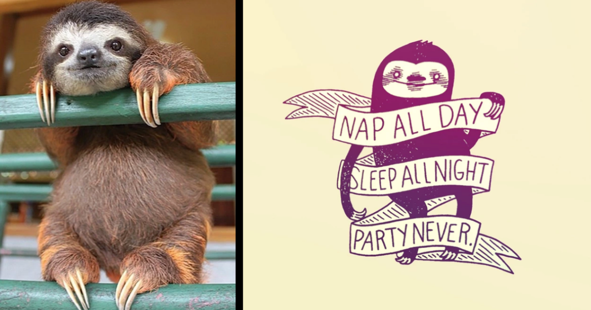 Embrace A Slow Sensual Sensitive Sunday With Some Silly Sloth Memes And ...