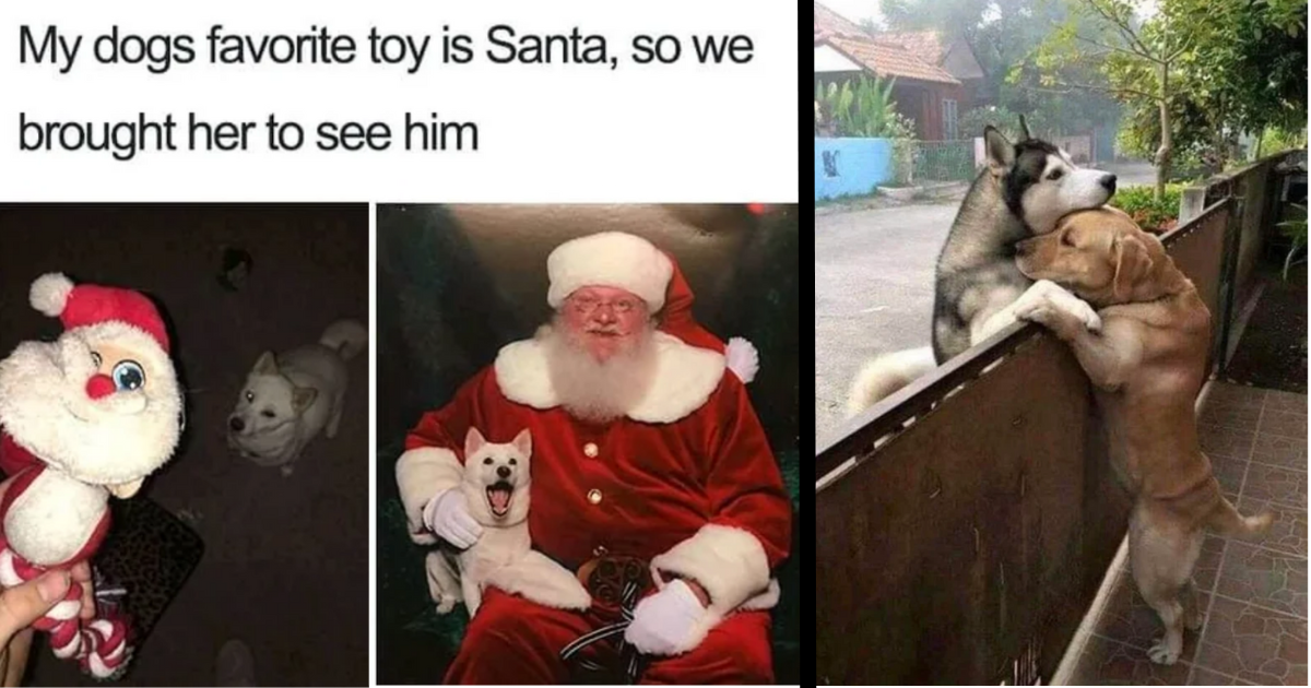 30 Blessed Animal Images For A Heartwarming Sunday With Smiles And ...