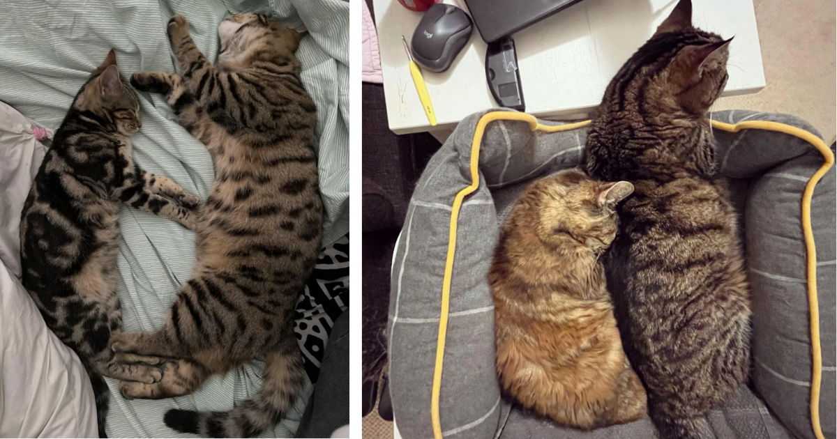 Size Doesn't Meowtter: 24 Tails Of Awwdorable Bonded Cat Pairs, One Itty-Bitty And One Chunky ...