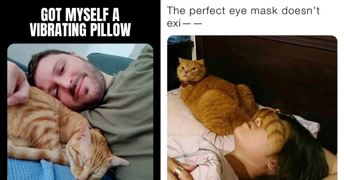 Sweet, Soft And Smol Cat Memes To Give You That Sunday Sensation - I ...