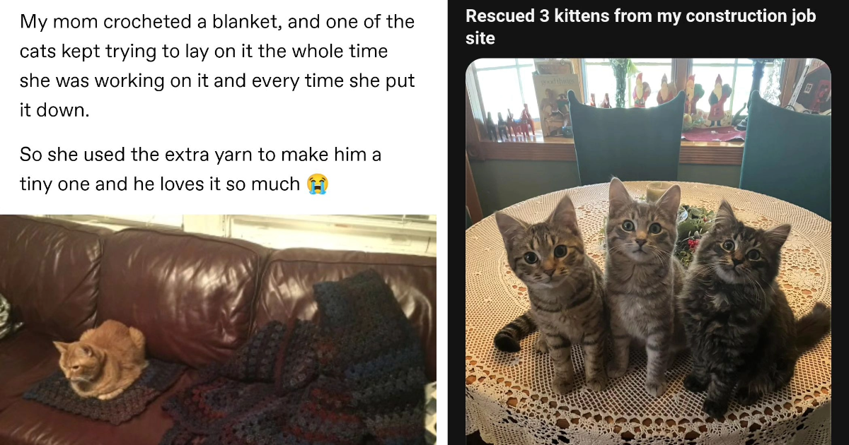 Introverted Indoor Cat Memes For All The Cozy Hoomans Curled up At Home ...