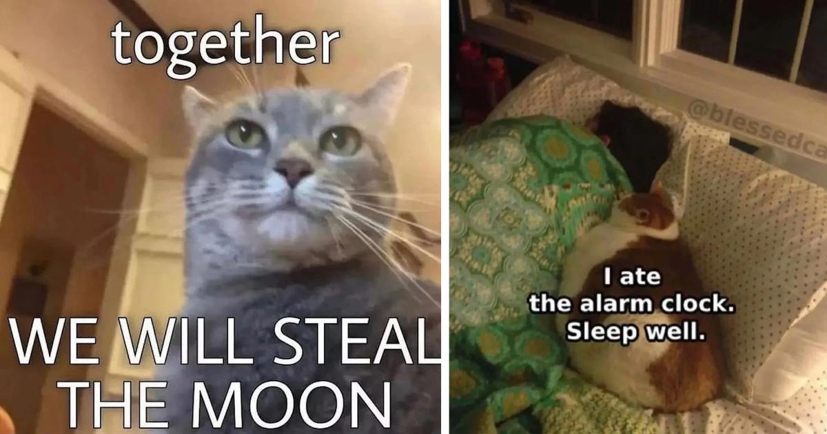 Kooky Clawminal Cat Memes For A Spicy Satirical Start To The Week - I ...