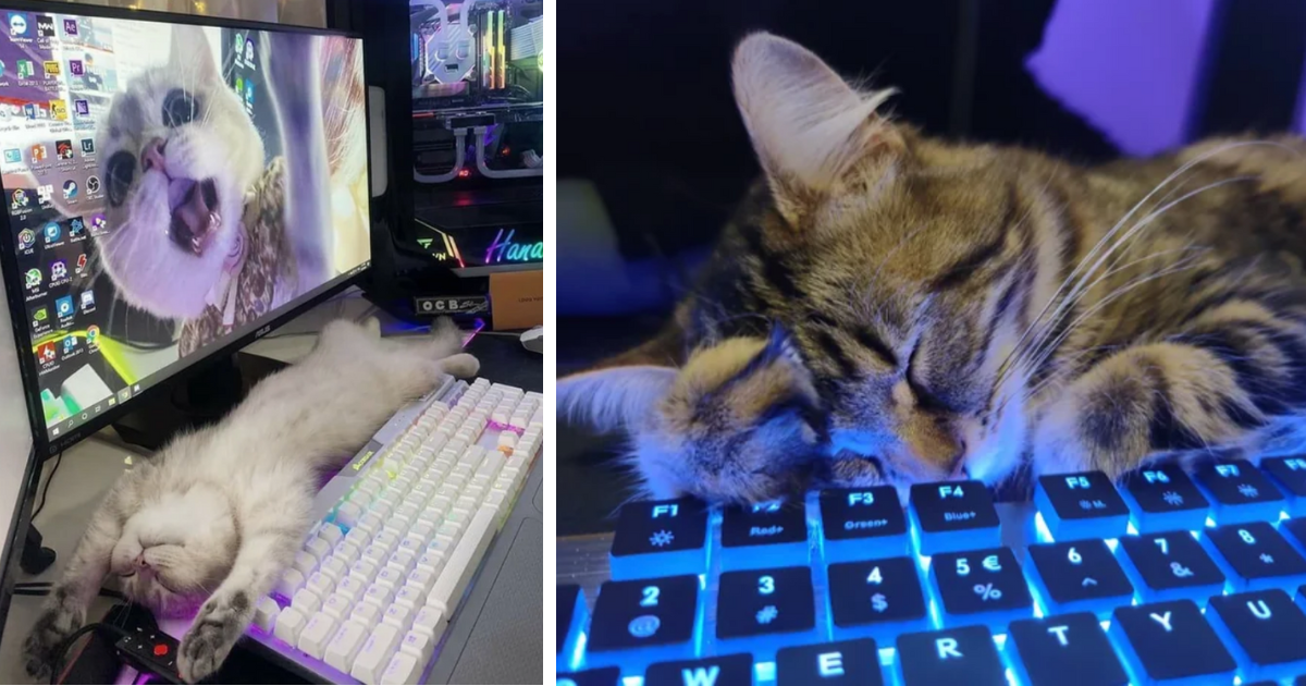 I Can Has Cheezburger? - Keyboard Cat - Funny Animals Online - Cheezburger