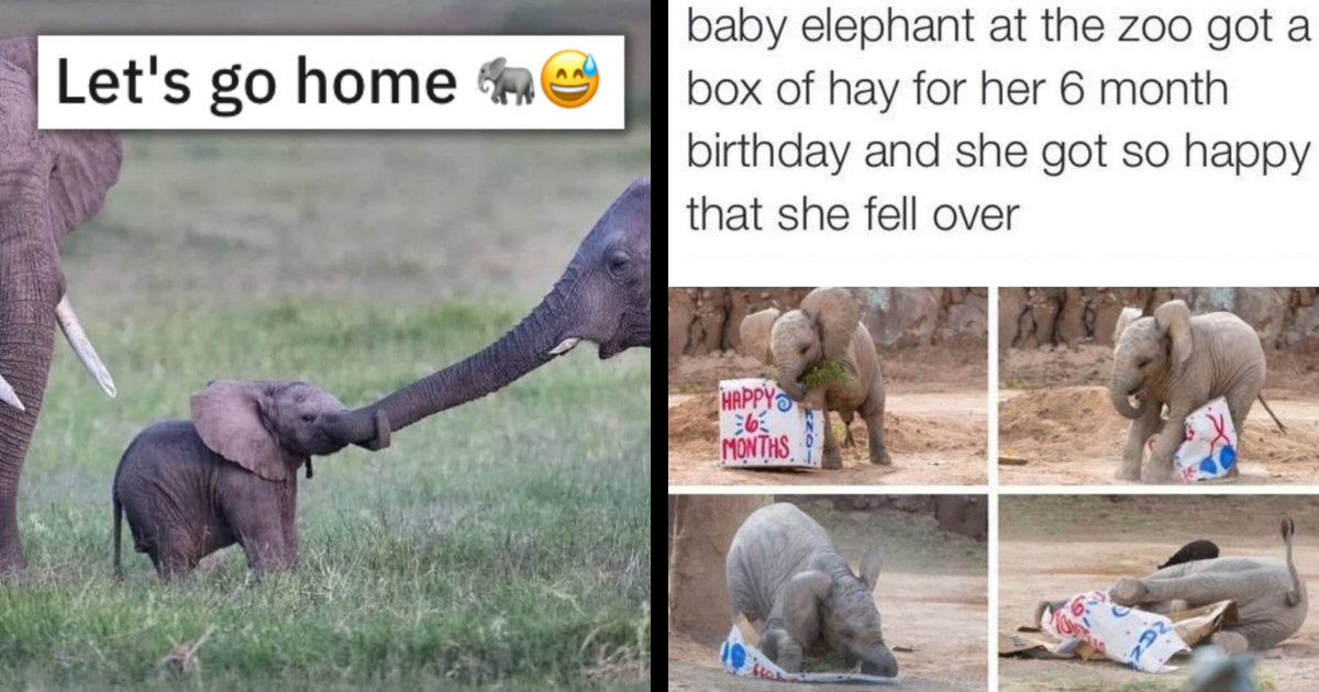 A Mother's Love: 25 Awwdorable Elephant Multi-Tusking Mommies With ...